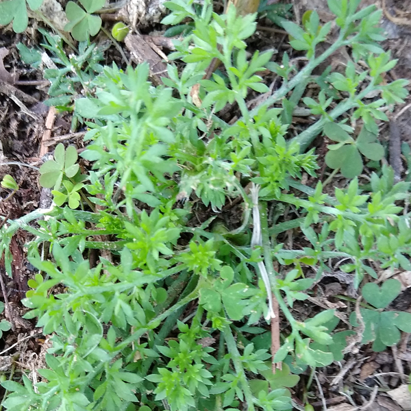 Searles | Control Bindii - Treatment